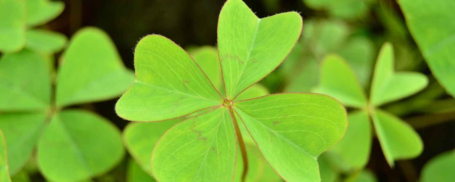 El trébol que muestra el valor de nuestro patrimonio histórico ...
